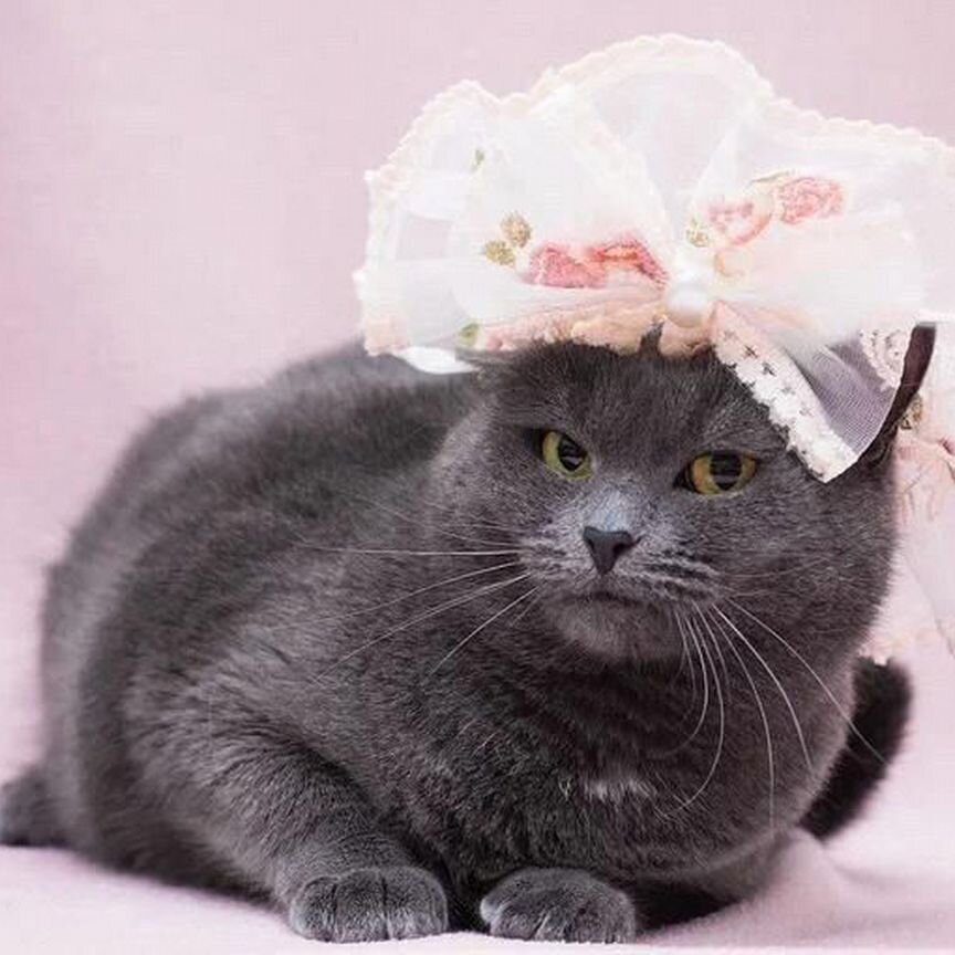 Потрясающая кошка ищет дом