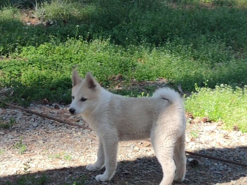 Западно сибирская лайка