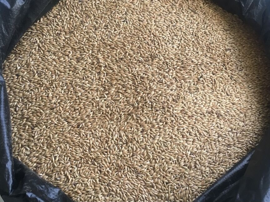 Канареечное семя / корм для попугаев, канареек