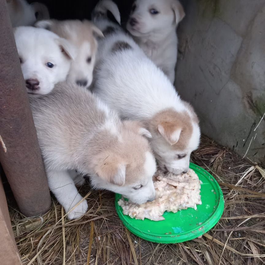 Щенок в добрые руки