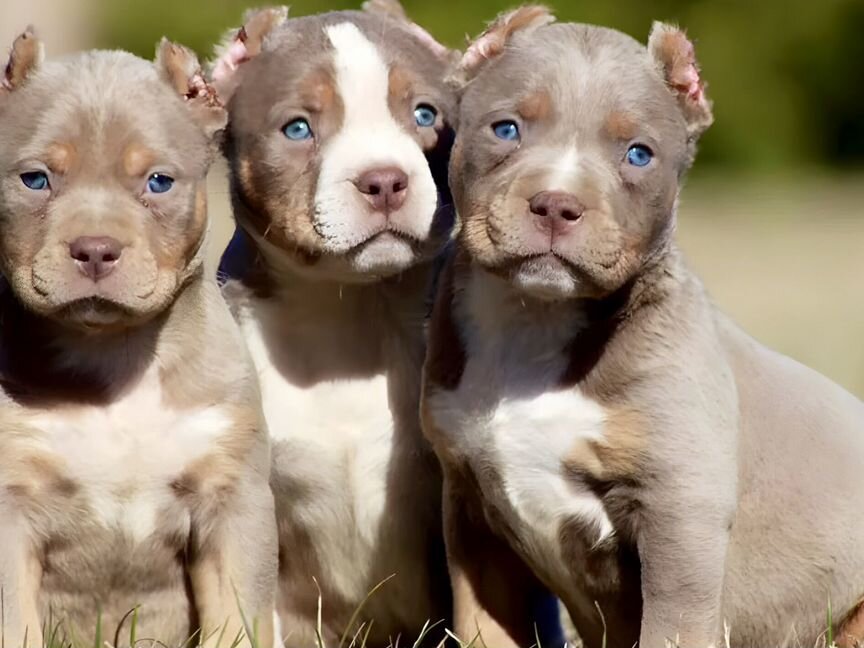 Американский булли покет щенки 20.08.23