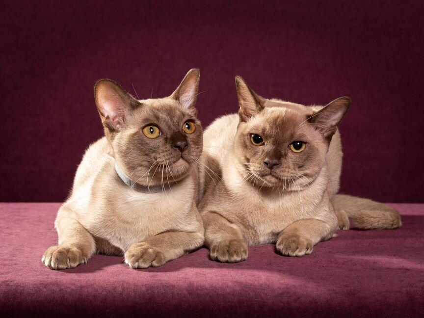 Котята Европейской Бурмы