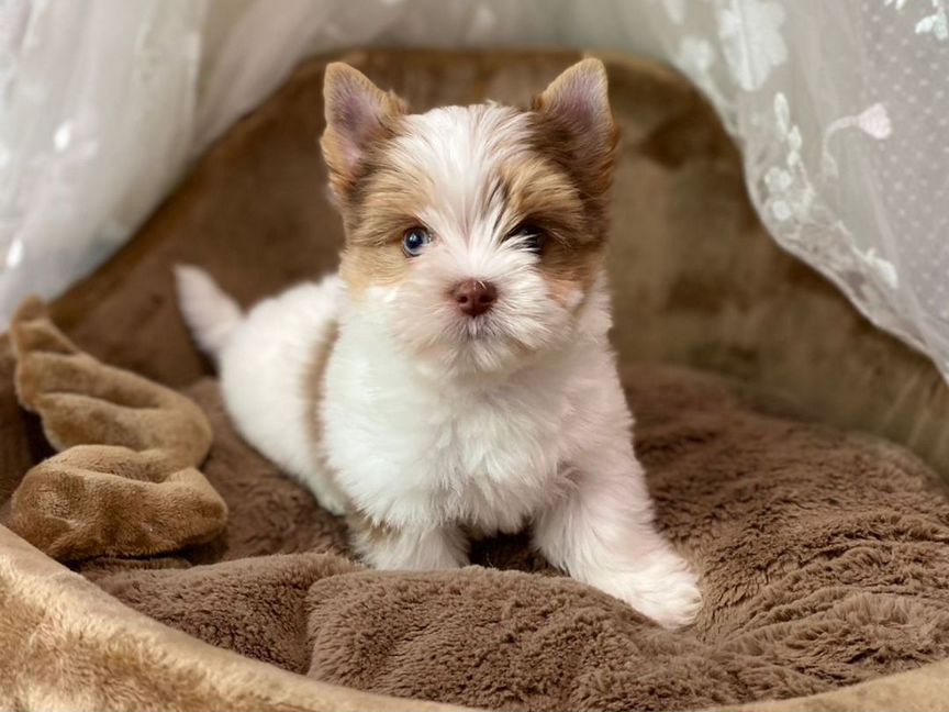 Эксклюзивный окрас глаз йорочка