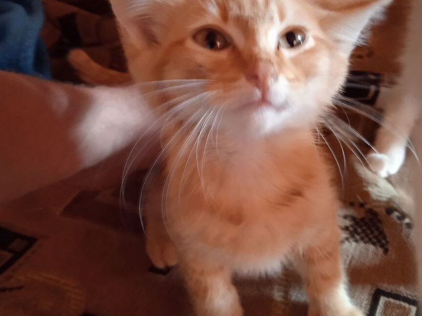 Котята в добрые руки бесплатно