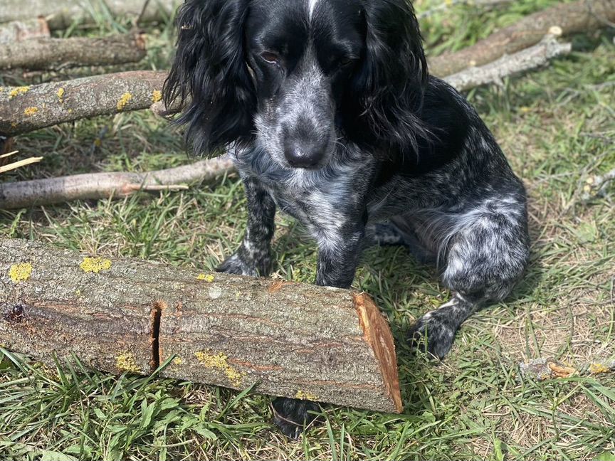 Щенок от русского спаниеля