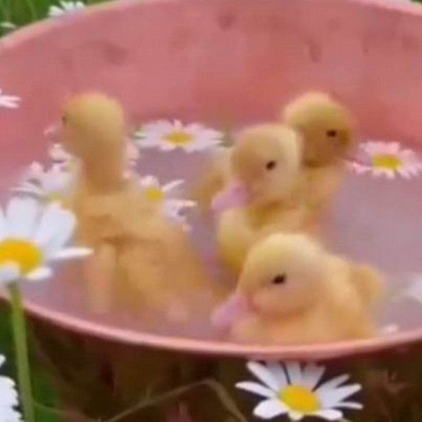 Утята
