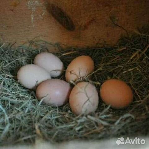 Домашние куриные яйца