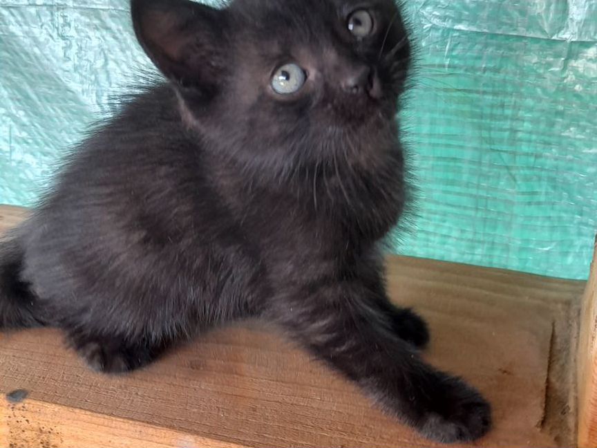 Котята отдам даром