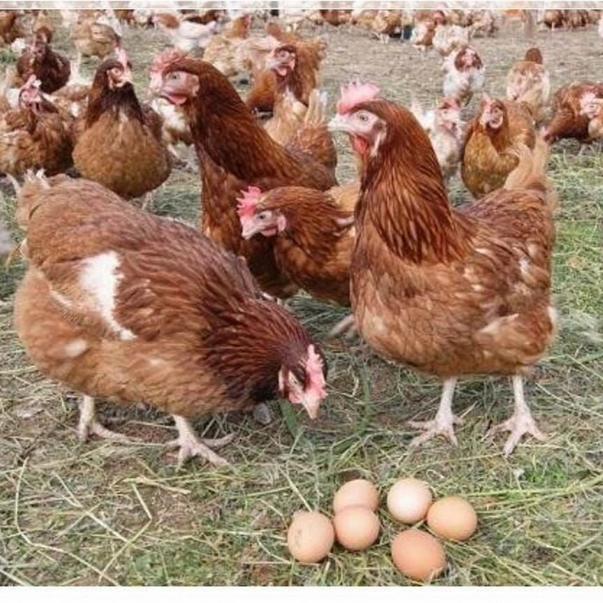 Домашние куриные яйца