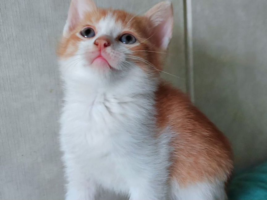 Котята