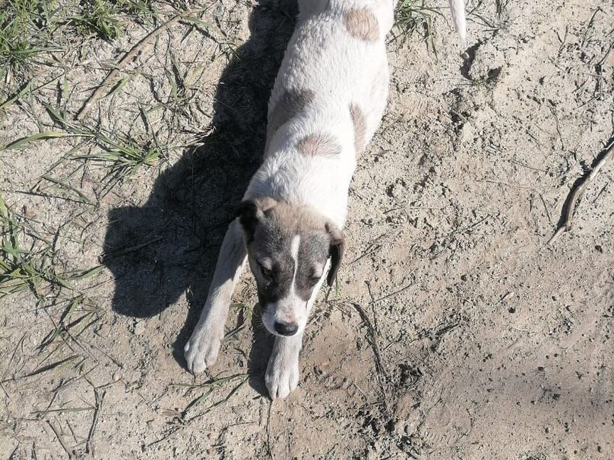 Щенки в добрые руки