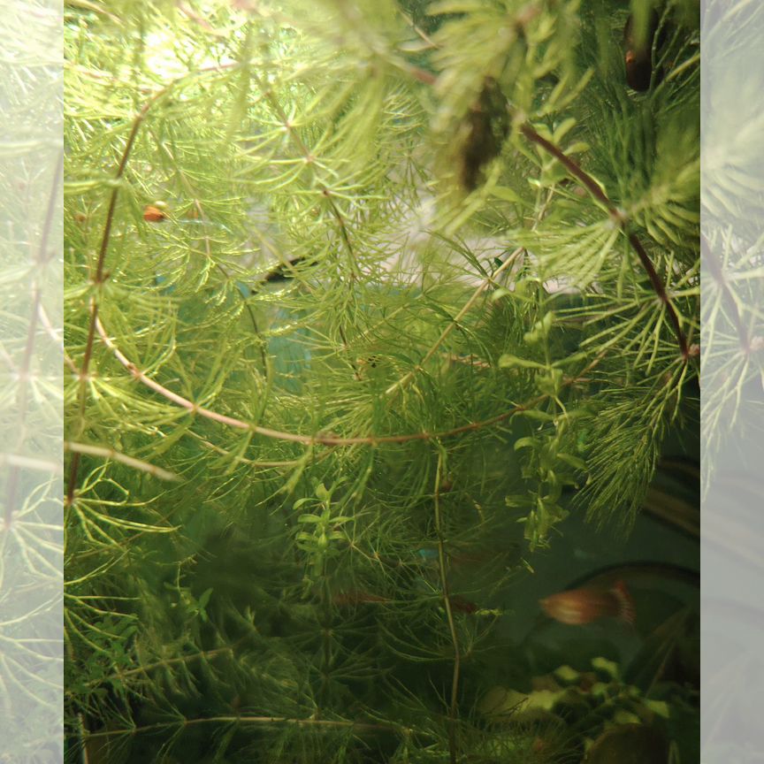 Водоросли для аквариума