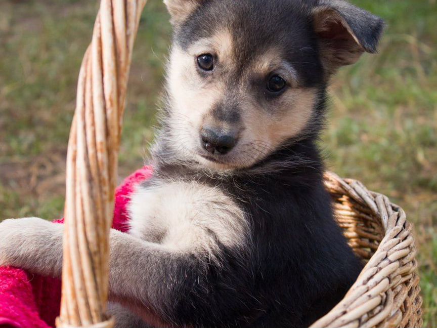 Щенки в добрые руки