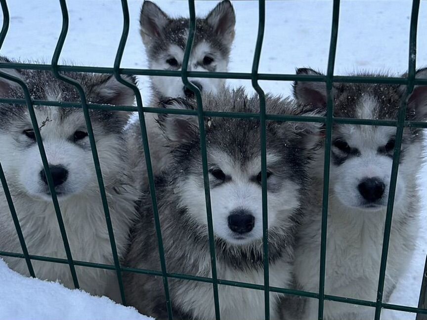 Щенки аляскинский маламут