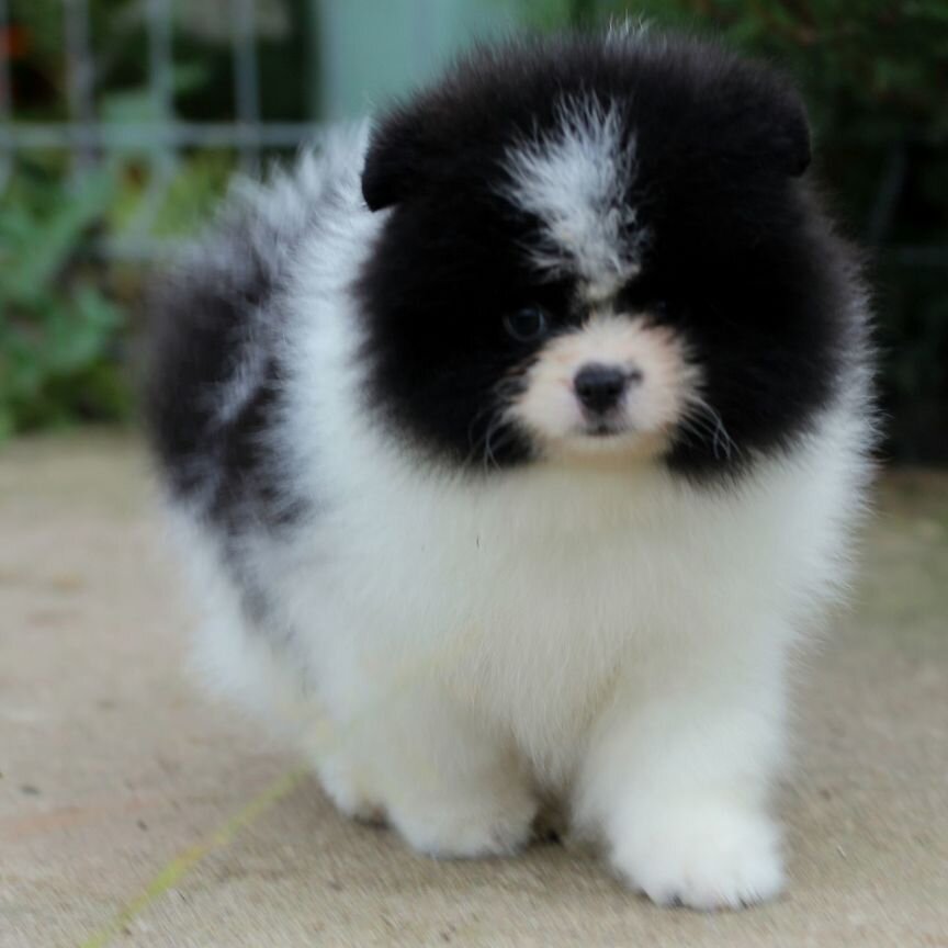 Щенки померанского шпица