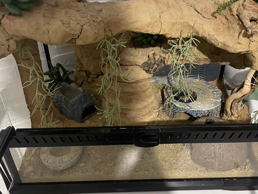 Террариум для эублефара бу