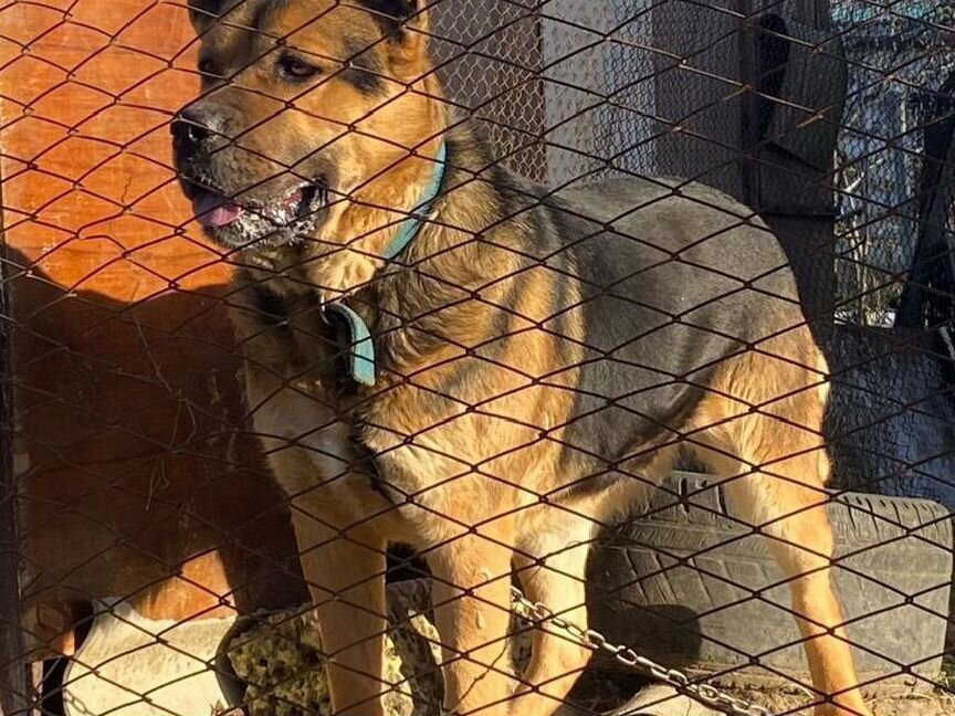 Овчарка(метис) в добрые руки