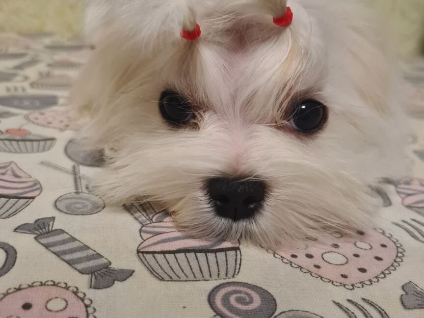 Белый ангел