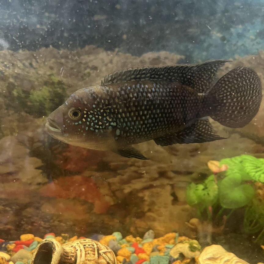 Цехлида восьмиполосая