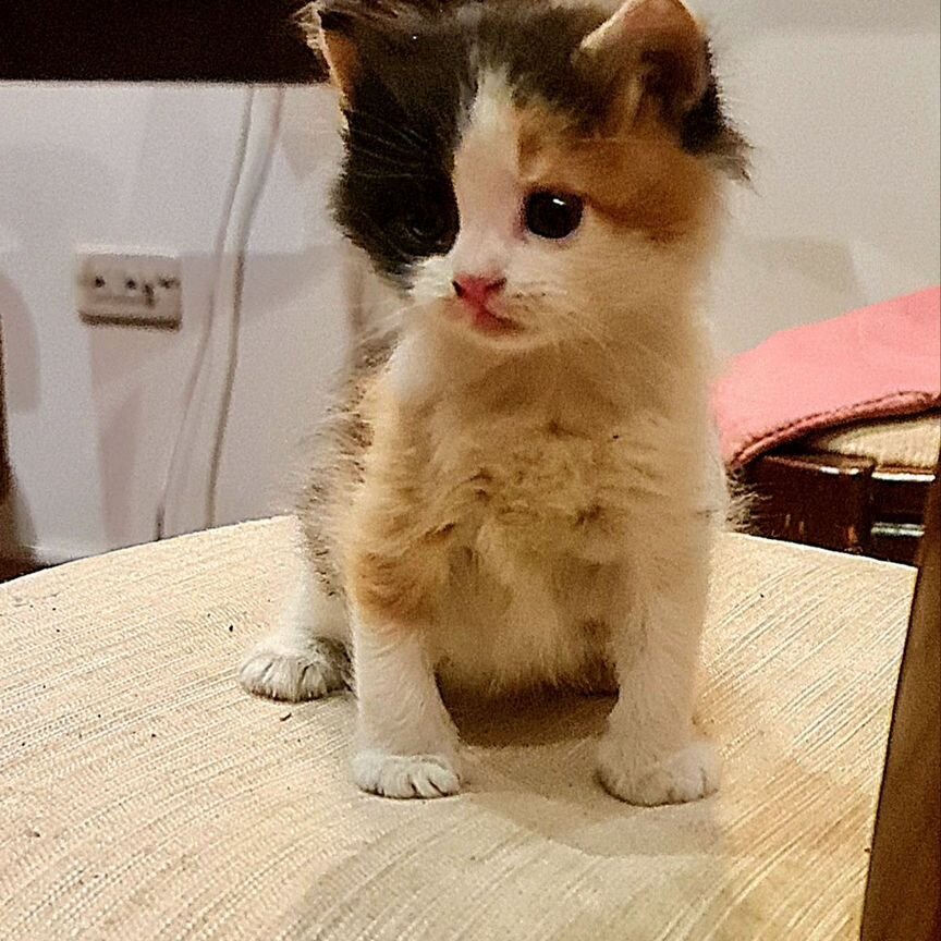 Трёхцветное счастье в дом. Котёнок девочка в семью