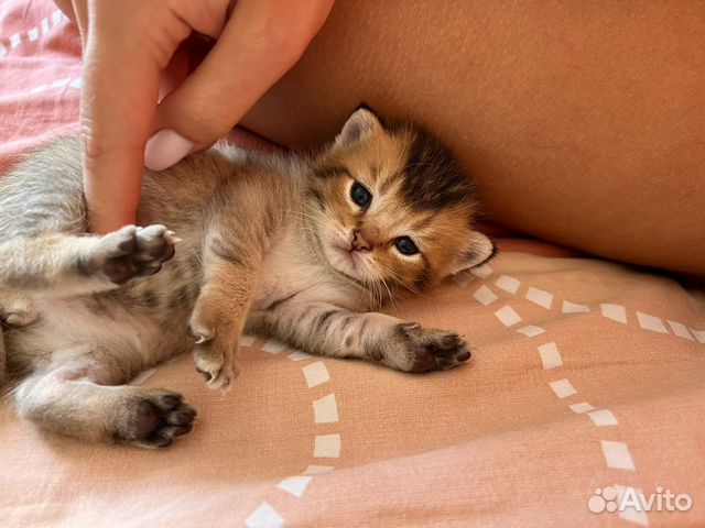 Котята британские золотая шиншилла