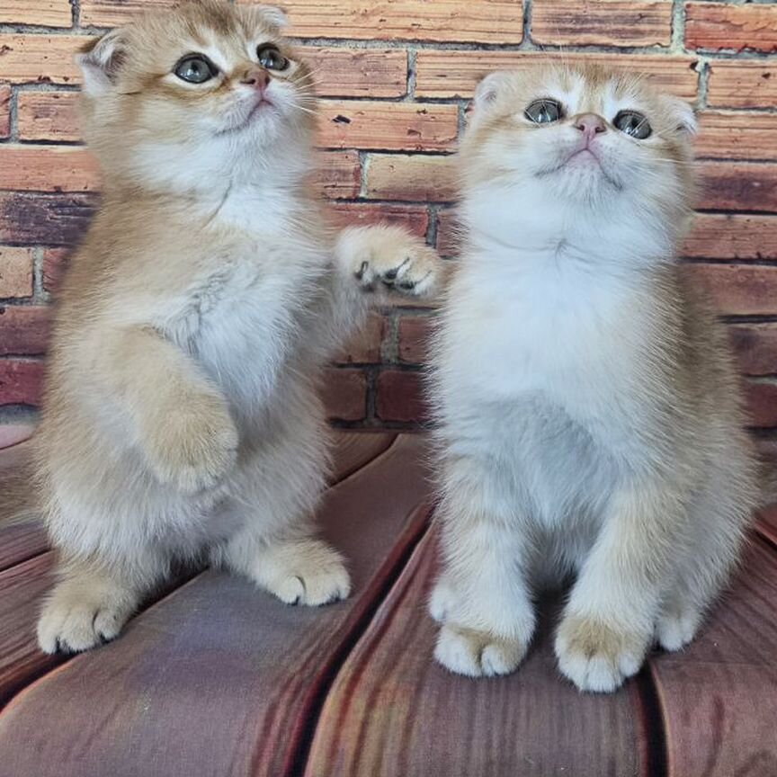 Манчкин котёнок