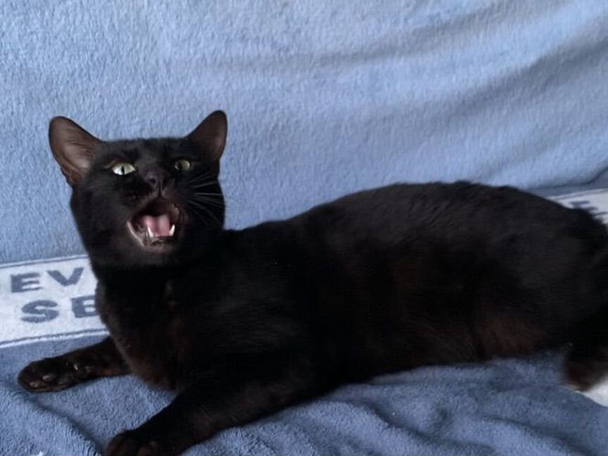 Бенгальская кошка - черная пантера