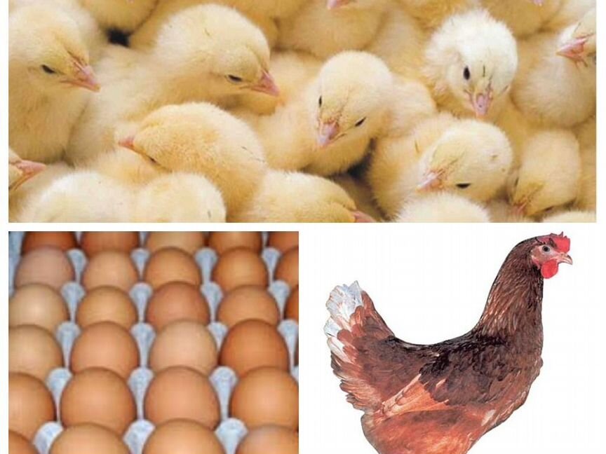 Инкубационное яйцо бройлер Арбор, несушка,индюк