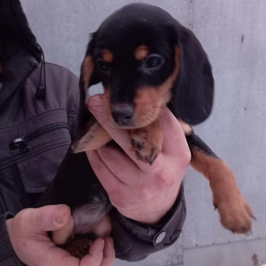 Такса мальчик