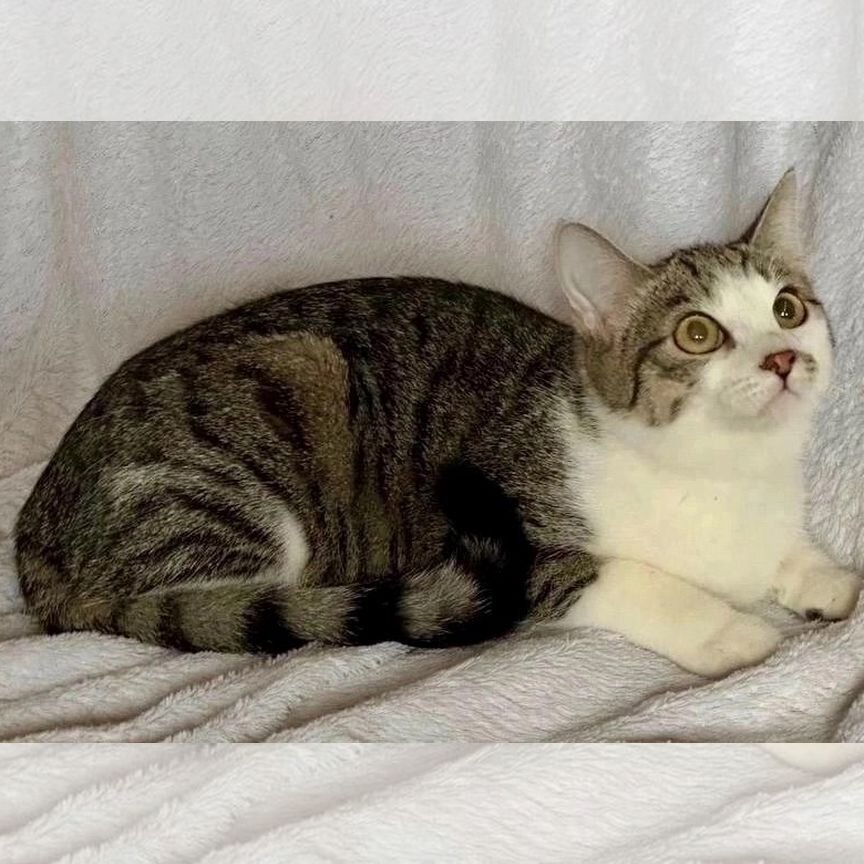 Котята 5 месяцев