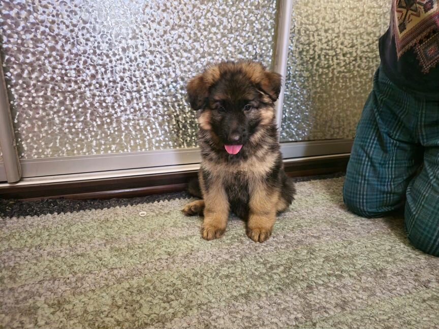 Щенки немецкой овчарки