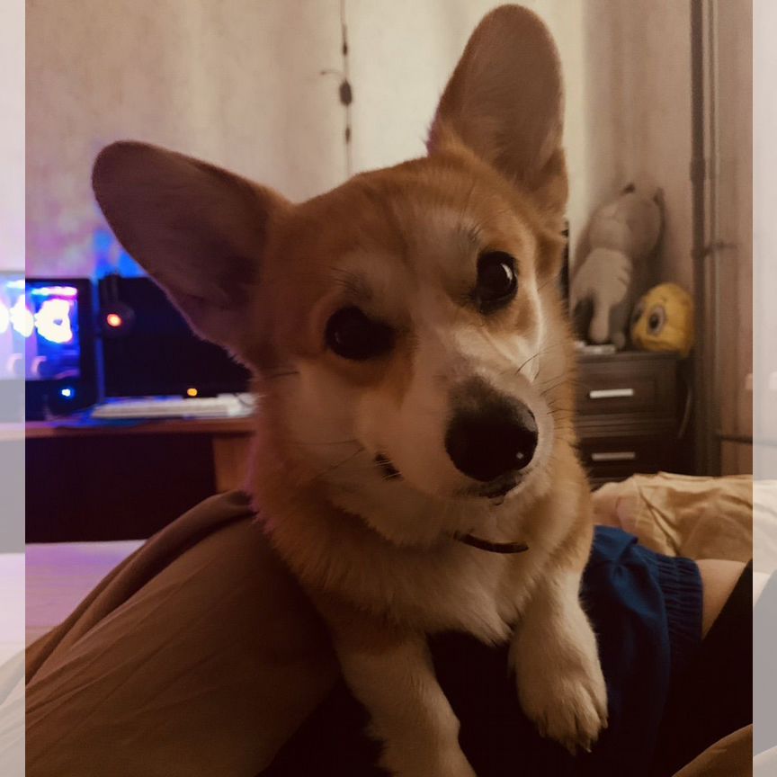 Вельш Корги Пемброк, взрослая собака