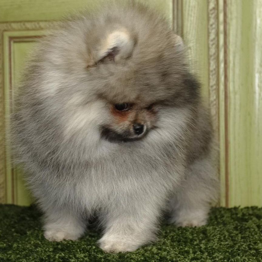 Померанский шпиц