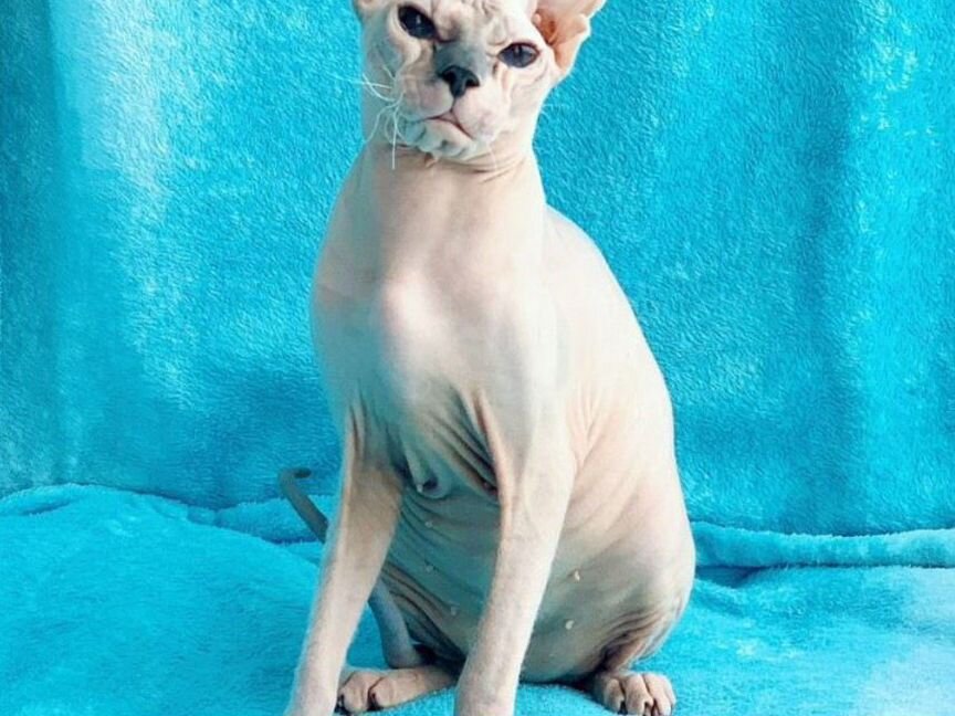 Кошка Ксения с полным комплектом документов