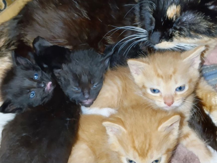 Котята от домашней кошки