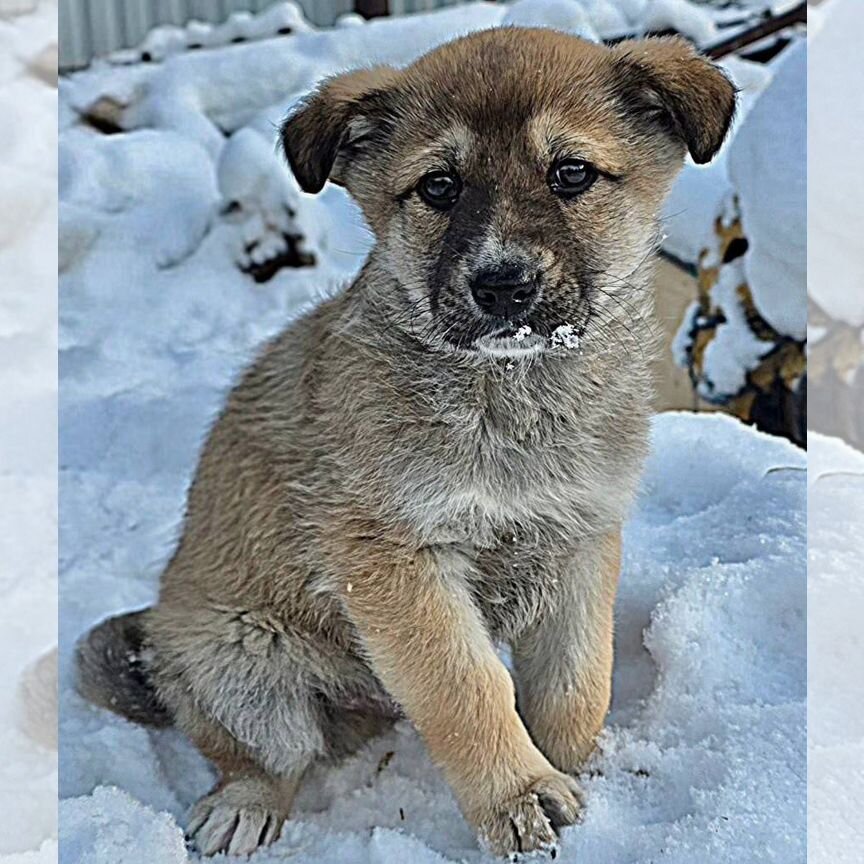 Щенок в добрые руки