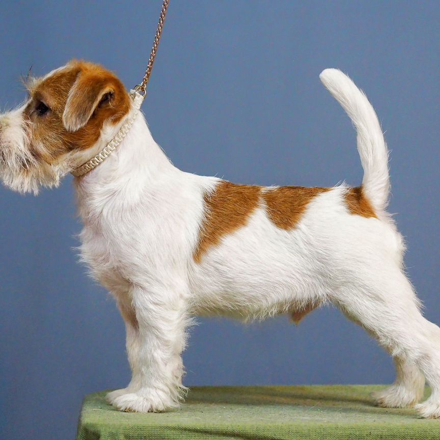 Щенок джек рассел терьер