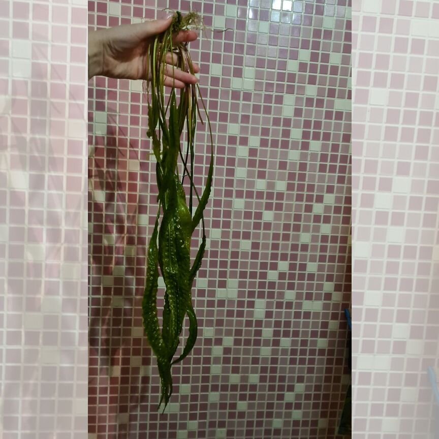 Криптокорина