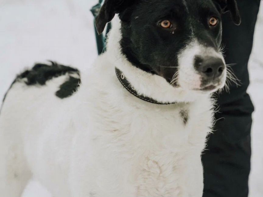 Спасите Пеппер из приюта