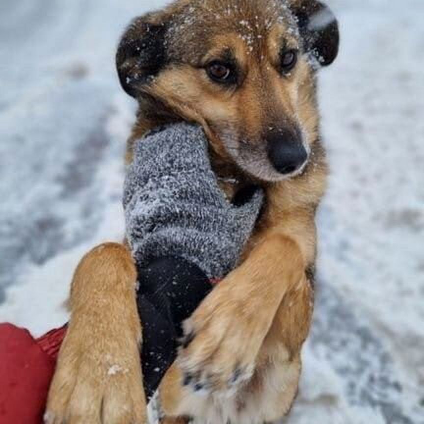 Удивительная собака в добрые руки