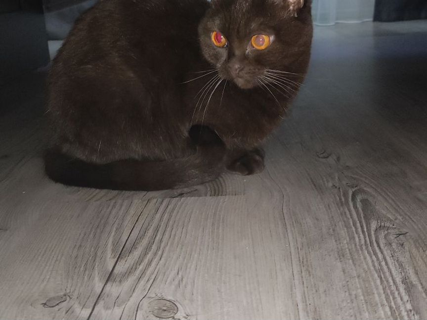 Кошки