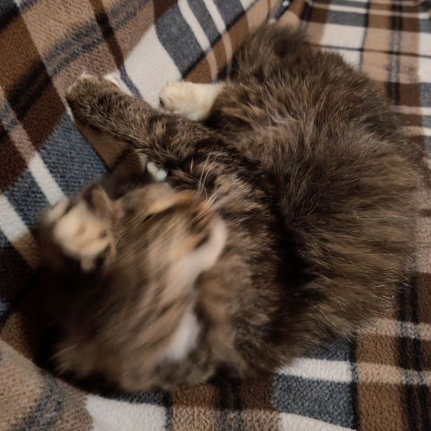 Приют для кошек отдать