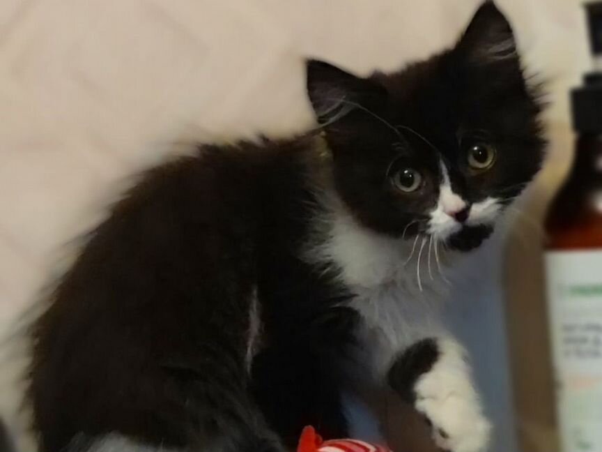 Котенок ищет дом
