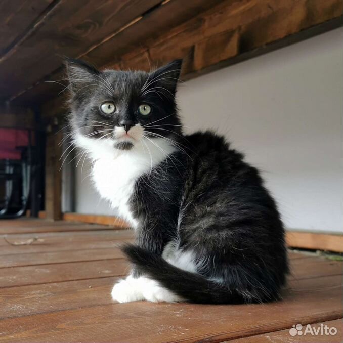 Котенок в смокинге в добрые руки