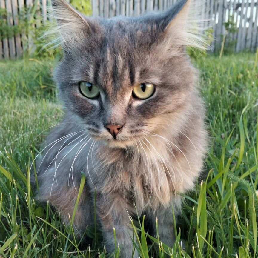 Котик в добрые руки