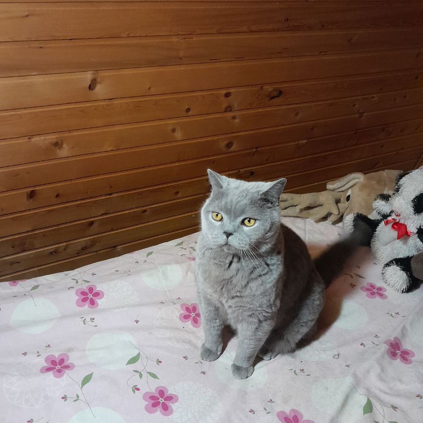 Британский кот