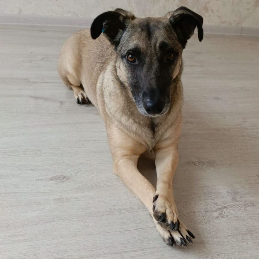 Маленькая собачка Боня в поисках своей семьи