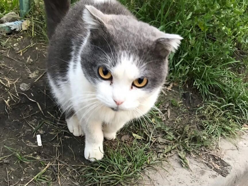 Кошка бездомная, ищем ей дом