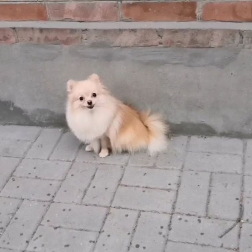 Померанский шпиц мини