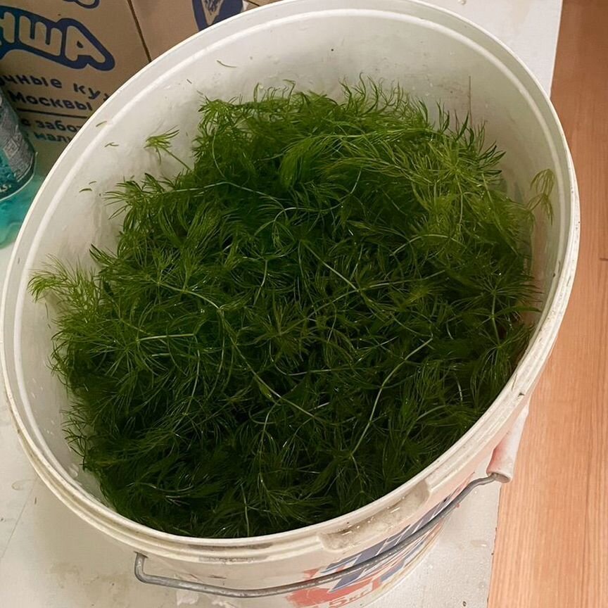 Отдам ведро роголистника